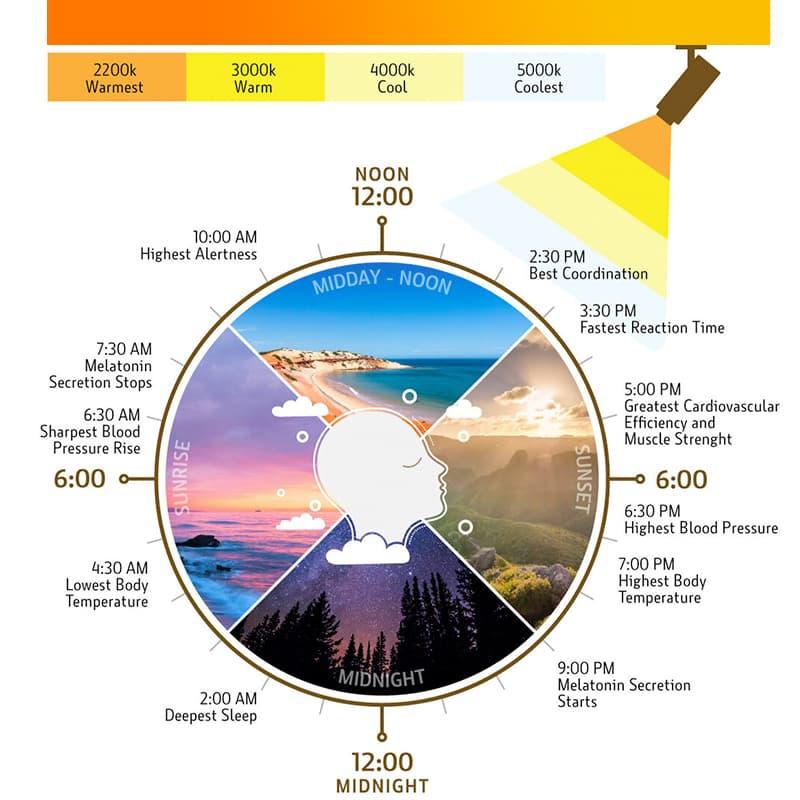 The Effect of Light On Circadian Rhythms – TILLUME